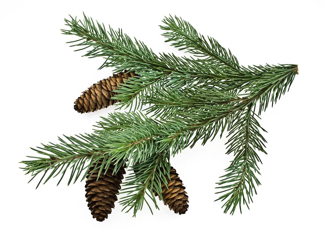 Okasmets III. Kuusk – Opiq