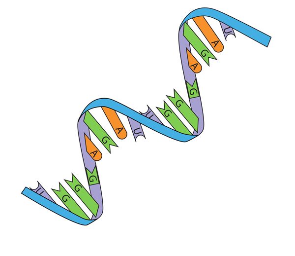 DNA ja RNA on päriliku info kandjad – Opiq