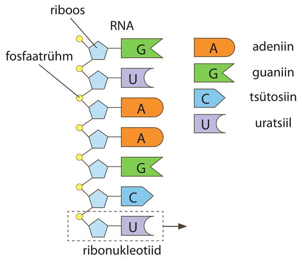 DNA ja RNA on päriliku info kandjad – Opiq